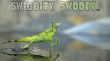 Huehuehue Gif Lizard