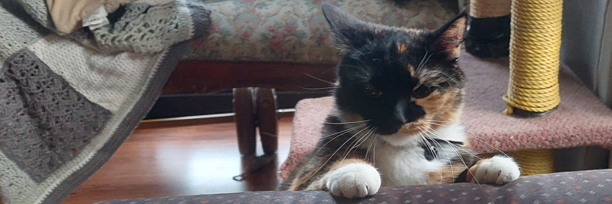 WT Live // chickenfinger691