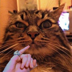 WT Live // GusToV_YorGeN