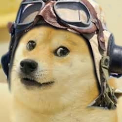 WT Live // dogefighterace