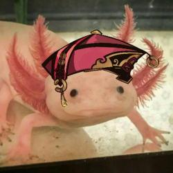 WT Live // Red_Ice_IDN