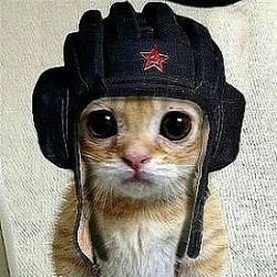 WT Live // Kucing Ijo