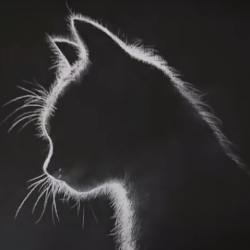 WT Live // The Wonder-Of-U