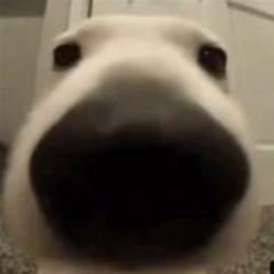 WT Live // OneTallDude