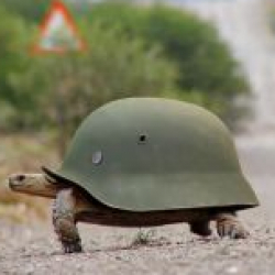 WT Live // Turtel_Durdel